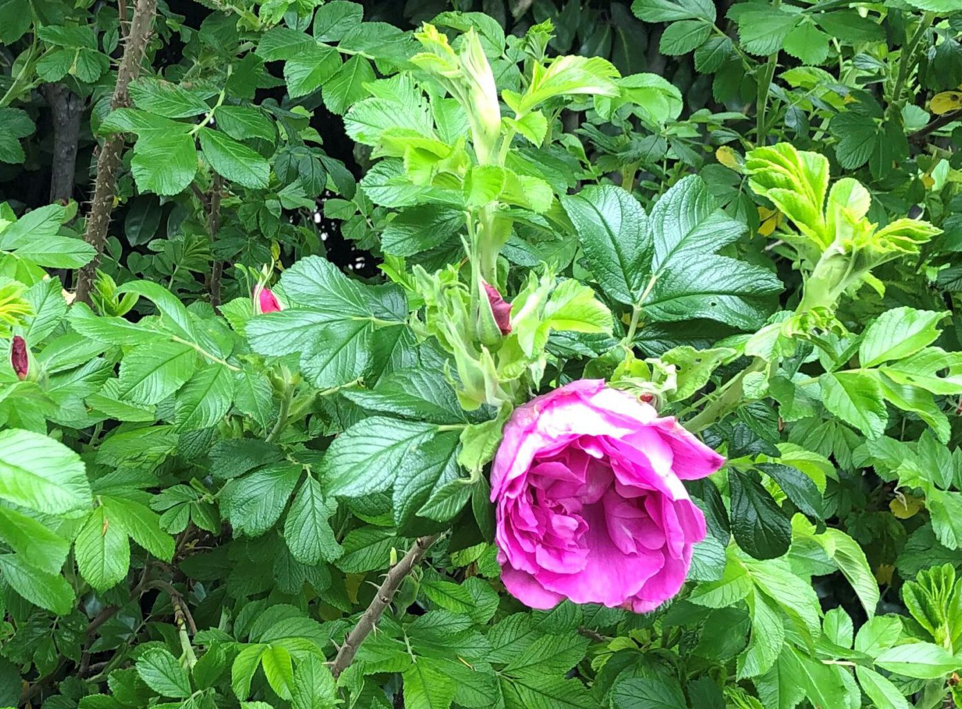 Heckenrose 2021 – Im Rheingau zuhause